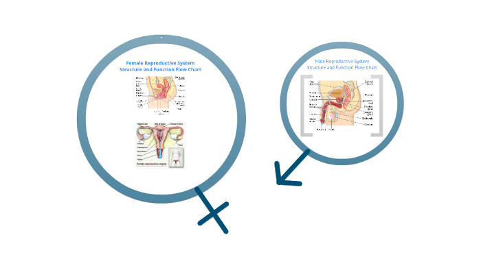 EHS Personal Growth - Female-Male Reproductive Flow Charts by Justin ...