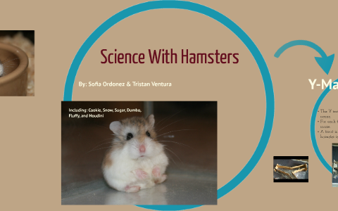 Hamster Presentation by Sofia Ordonez on Prezi