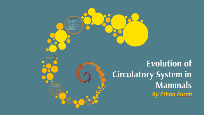 Evolution of the Circulatory System in Mammals by Tatortot JOE on Prezi