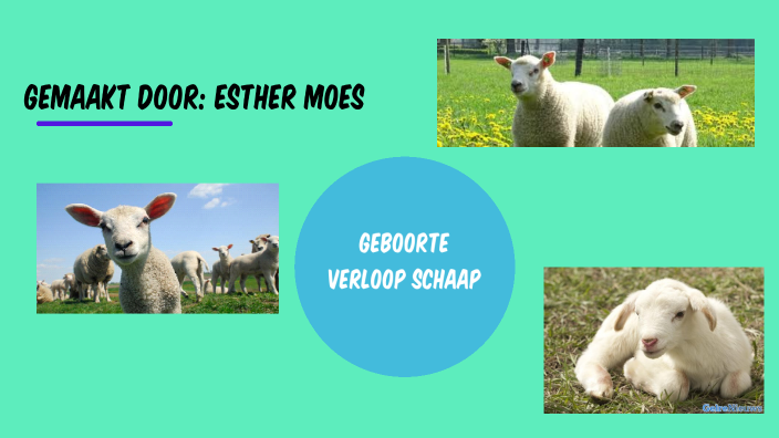 Geboorte verloop schaap by Esther Moes on Prezi