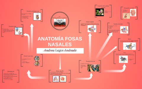 ANATOMÍA FOSAS NASAL by Andrea Carolina on Prezi