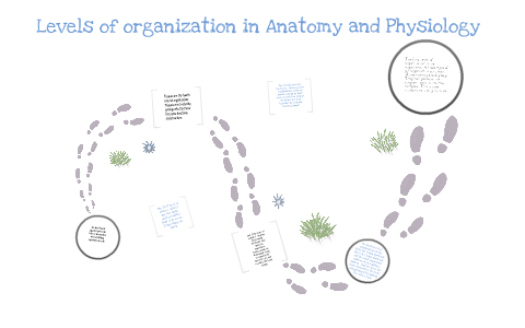 Levels of organization in Anatomy and Physiology by Ian Glazer on Prezi