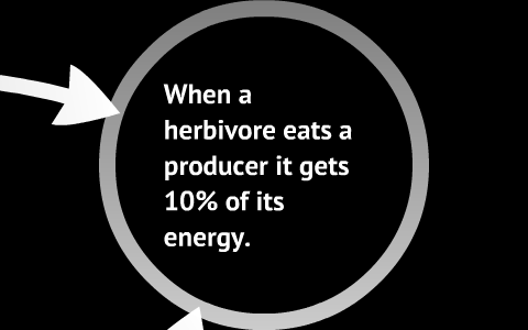 Energy pyramid of siberian tiger by carbon nitrogen on Prezi
