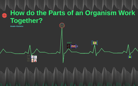 How do the Parts of an Organism Work Together? by Tyler Wood on Prezi