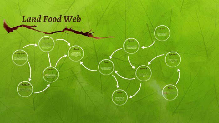 Land Food Web by Garrett Land on Prezi