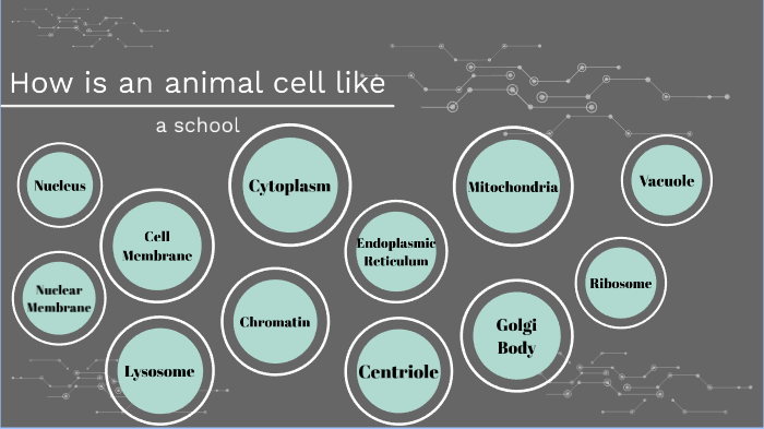 How is an animal cell like a school by Anita Kim on Prezi