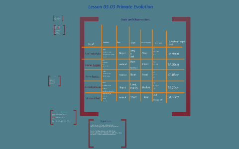 Lesson 05.03 Primate Evolution by Dalenska Cetoute on Prezi