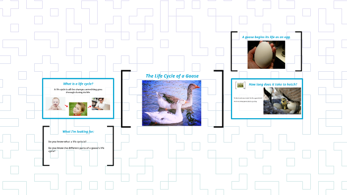 The Life Cycle Of A Goose By Becky Welsby On Prezi