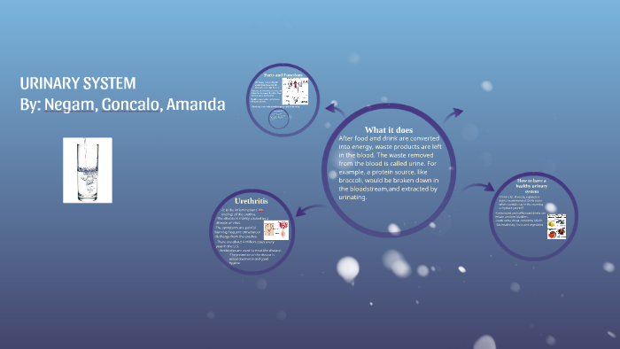 Urinary System by Amanda Currier on Prezi
