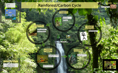 Rainforest/Carbon Cycle by Sandra Perez on Prezi