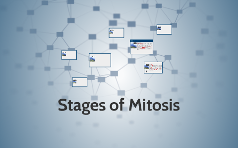 Stages of Mitosis by Nick Tinsley on Prezi