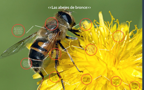 las abejas de bronce timeline by victor lopez on Prezi