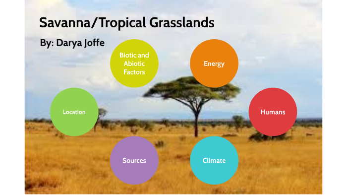 The Savanna Biome Project Darya Joffe by Darya Joffe on Prezi