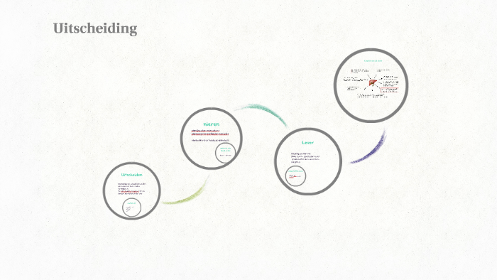 Functie van de lever by Dorien Oirbans on Prezi