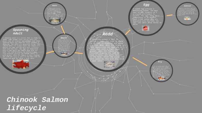 Chinook Salmon Lifecycle by Seth Harrison on Prezi