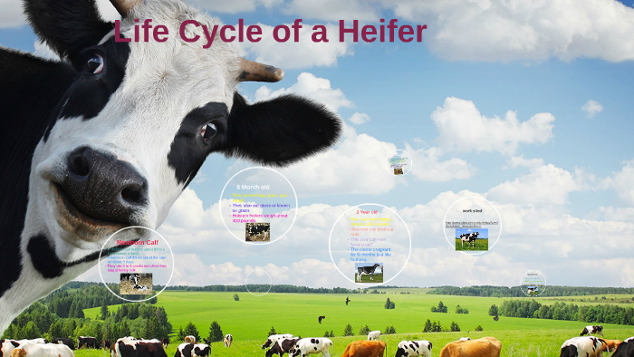life cycle of a cow by Maria Stuttgen