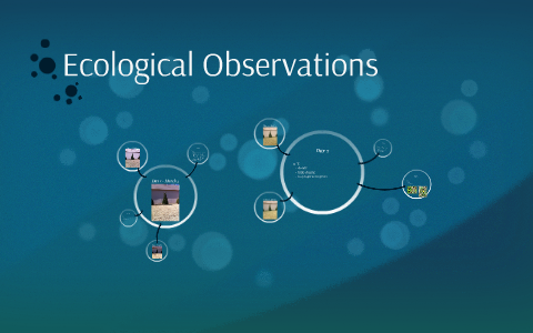 Ecological Observations by Rachel Woo