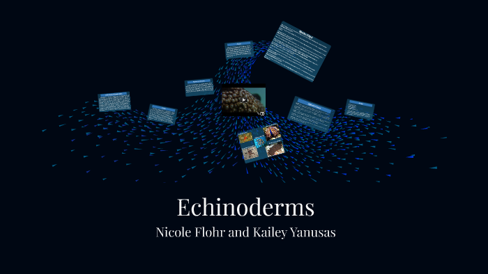 Echinoderms by Nicole Flohr on Prezi