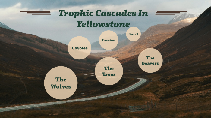 Trophic Cascade; Yellowstone by Ellie Faris on Prezi