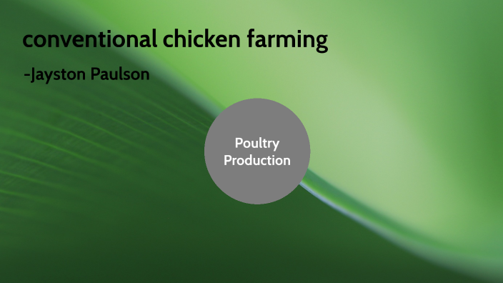 conventional chicken farming by Jayston Paulson on Prezi