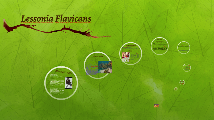 Lessonia Flavicans by Valeria Valencia on Prezi