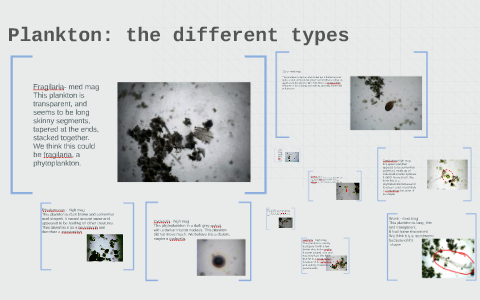 Plankton: the different types by Remy Mullen on Prezi