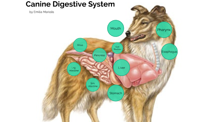 Canine Digestive System by Emilia Mariolis on Prezi