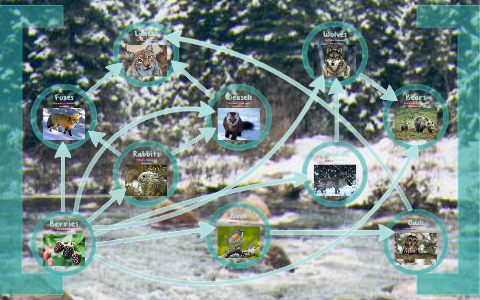 Taiga Food Web by Lauren Carter on Prezi