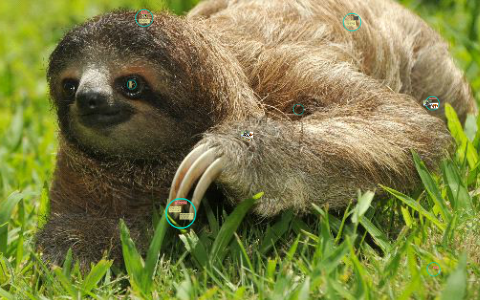 Sloth ancestors by andrew reyes on Prezi