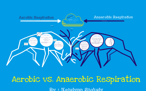 Biology : Aerobic vs. Anaerobic Respiration by katelynn Stokely