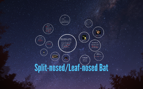 Split-nosed/Leaf-nosed Bat by molly poo on Prezi