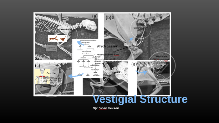 Vestigial structure by shan wilson on Prezi