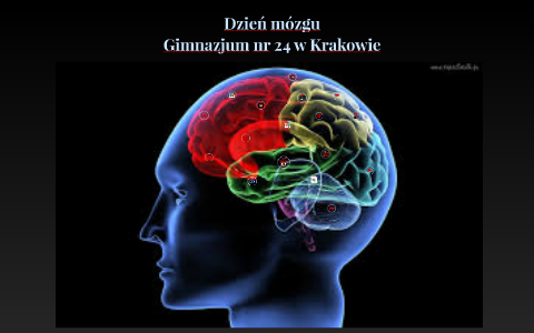 Budowa i funkcje mózgu by Rafal S on Prezi