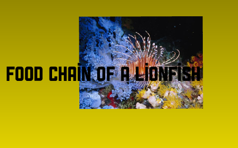 FOOD CHAIN of a LIONFISH by chancellor flint on Prezi