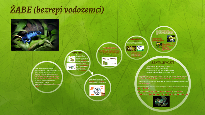 ŽABE (bezrepi vodozemci) by Neda Zdravkovic on Prezi