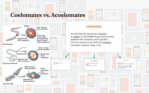 Coelomates vs. Acoelomates by dylan jacobs on Prezi