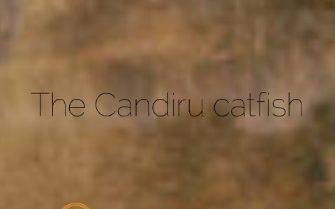 candiru catfish by Nate Gorin on Prezi