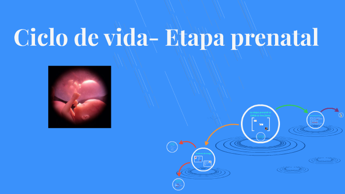 Ciclo de vida- Etapa prenatal by Valentina Cardenas on Prezi