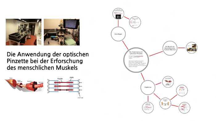 Die Anwendung der optischen Pinzette bei der Erforschung des by ...