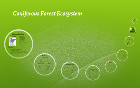 Coniferous Forest Ecosystem by Emily Larson on Prezi