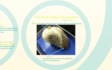 The Cow Heart Dissection by Maggie Graziano on Prezi