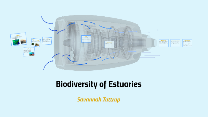 Biodiversity of Estuaries by Savannah Tuttrup on Prezi