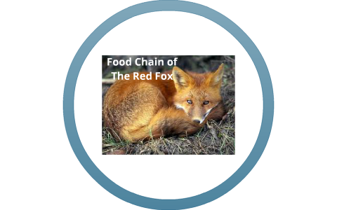 Food Chain of a Fox by Katherine Heintz on Prezi