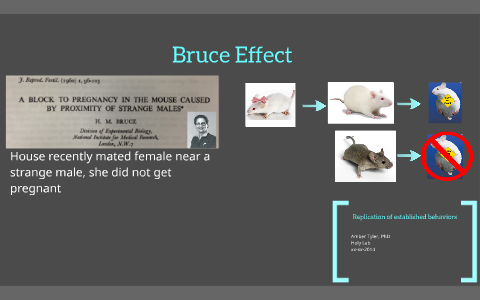 Bruce Effect by Amber Tyler on Prezi