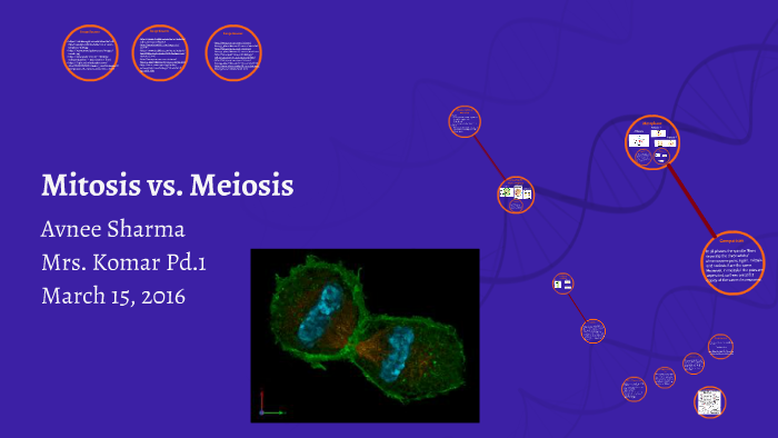 Mitosis vs. Meiosis by Avnee Sharma on Prezi