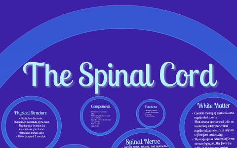 Spinal Cord-Anatomy Final Project by Tracie Wilkerson on Prezi