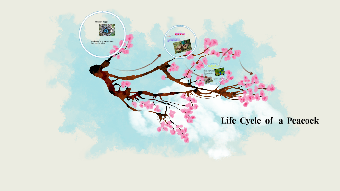 Life Cycle of a Peacock by Caroline Rogers on Prezi