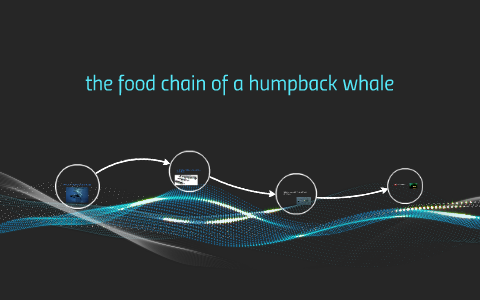 the food chain of a humpback whale by Stacey Gee on Prezi