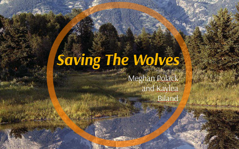 Saving The Wolves of Yellowstone National paRK by Meghan Rayne on Prezi
