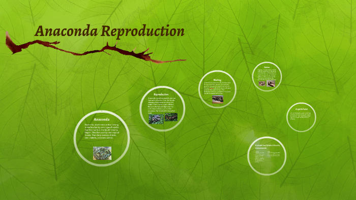 Anaconda Reproduction by justin bui on Prezi